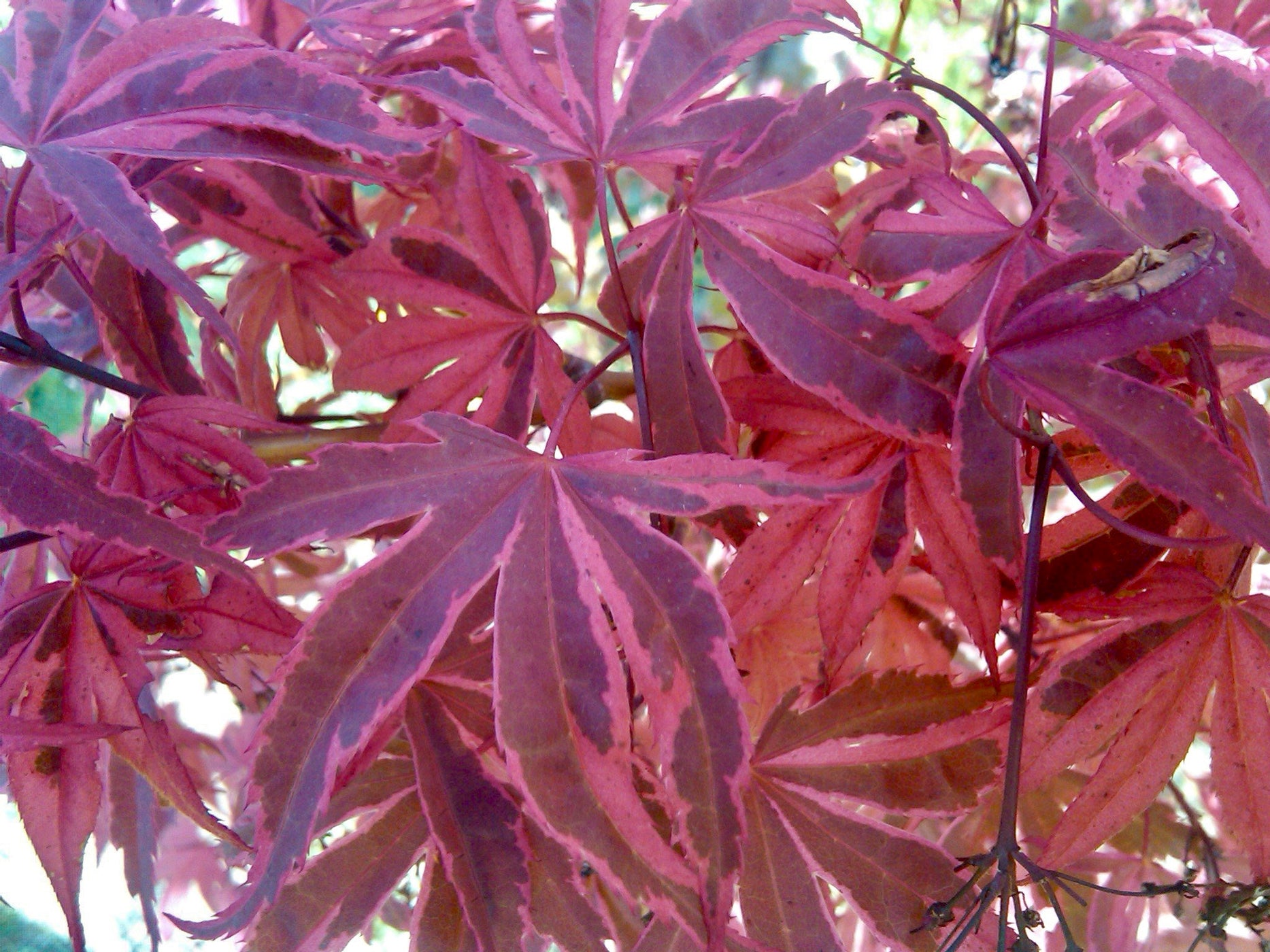 Buy Acer palmatum 'Geisha Gone Wild' Japanese Maple — Mr Maple │ Buy ...