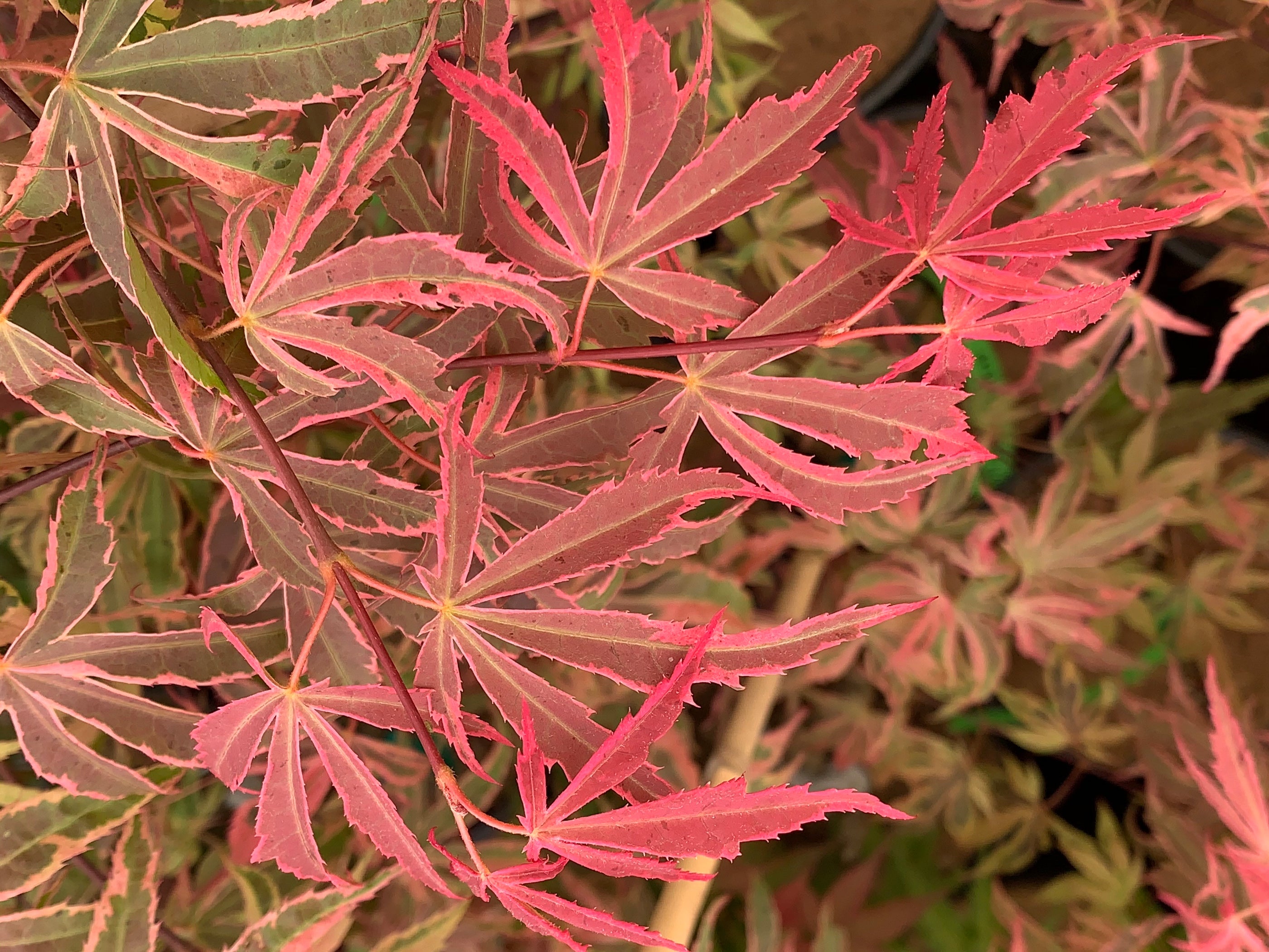 Buy Acer palmatum 'Geisha Gone Wild' Japanese Maple — Mr Maple │ Buy ...