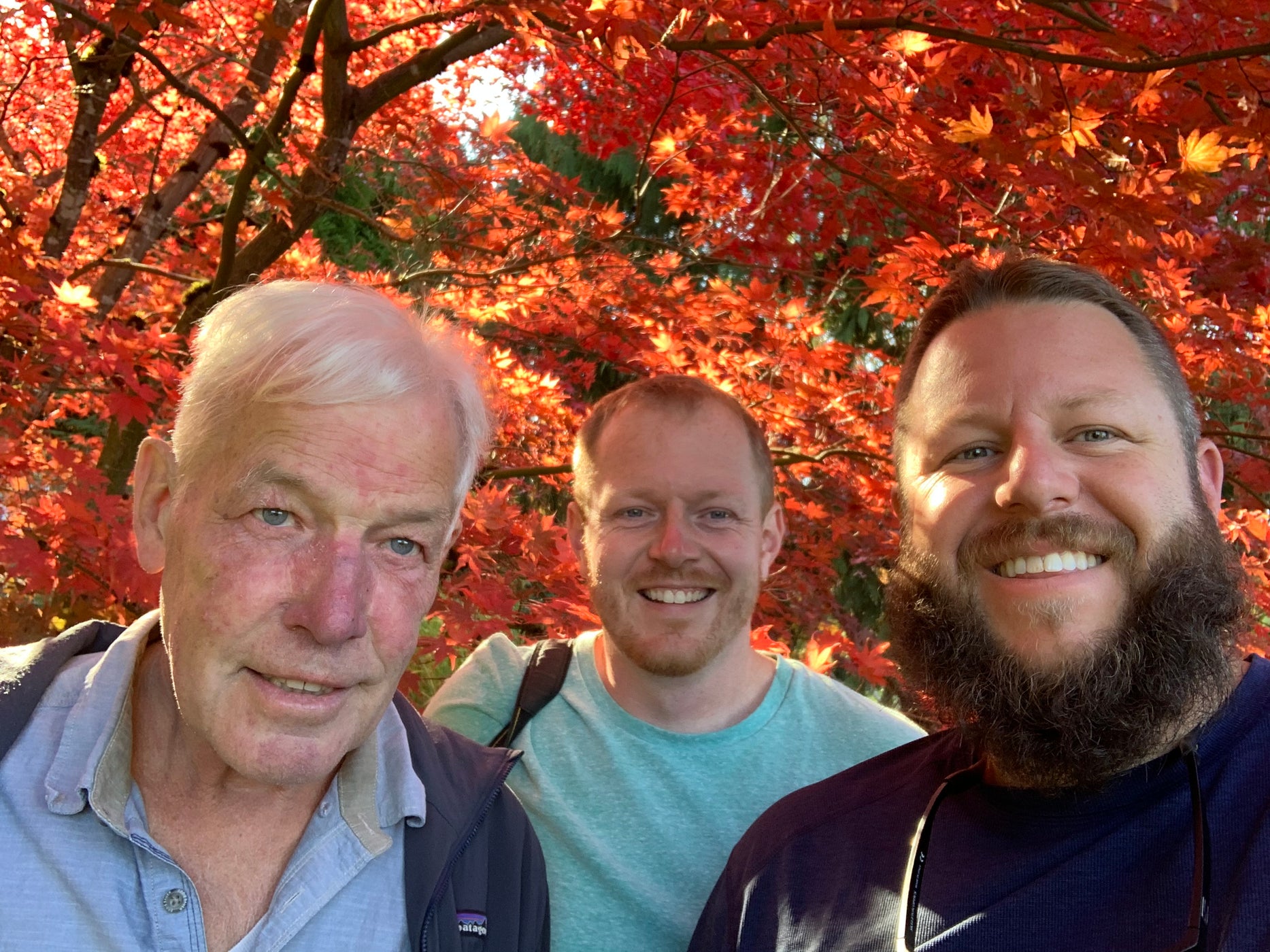 Buy Acer palmatum 'Purple Ghost' Japanese Maple — Mr Maple │ Buy ...