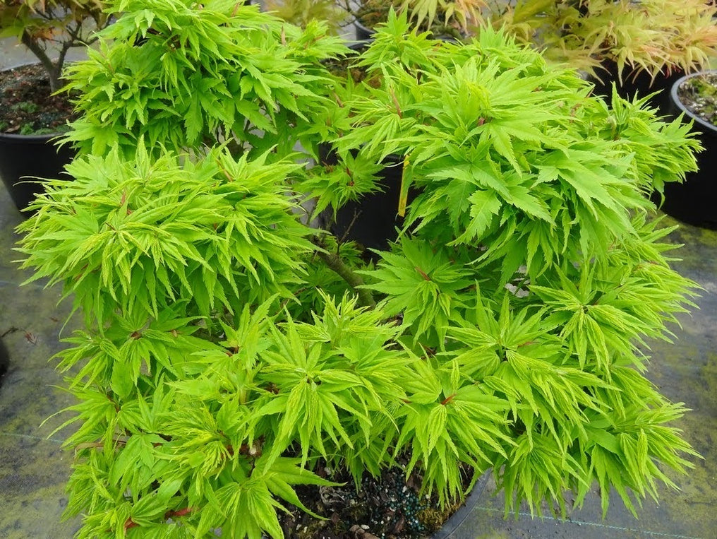 Buy Acer palmatum 'Tattoo' Dwarf Japanese Maple — Mr Maple │ Buy ...