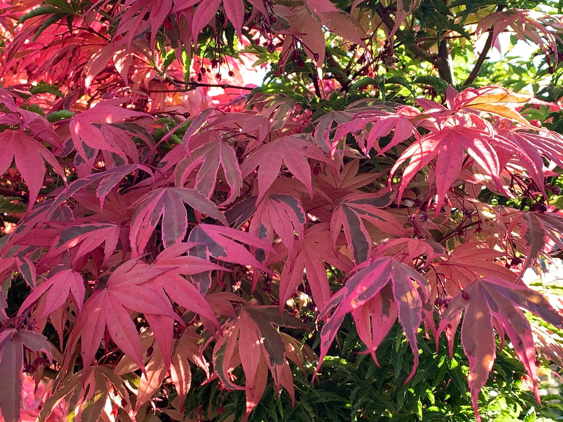 Buy Acer palmatum 'Geisha Gone Wild' Japanese Maple — Mr Maple │ Buy ...