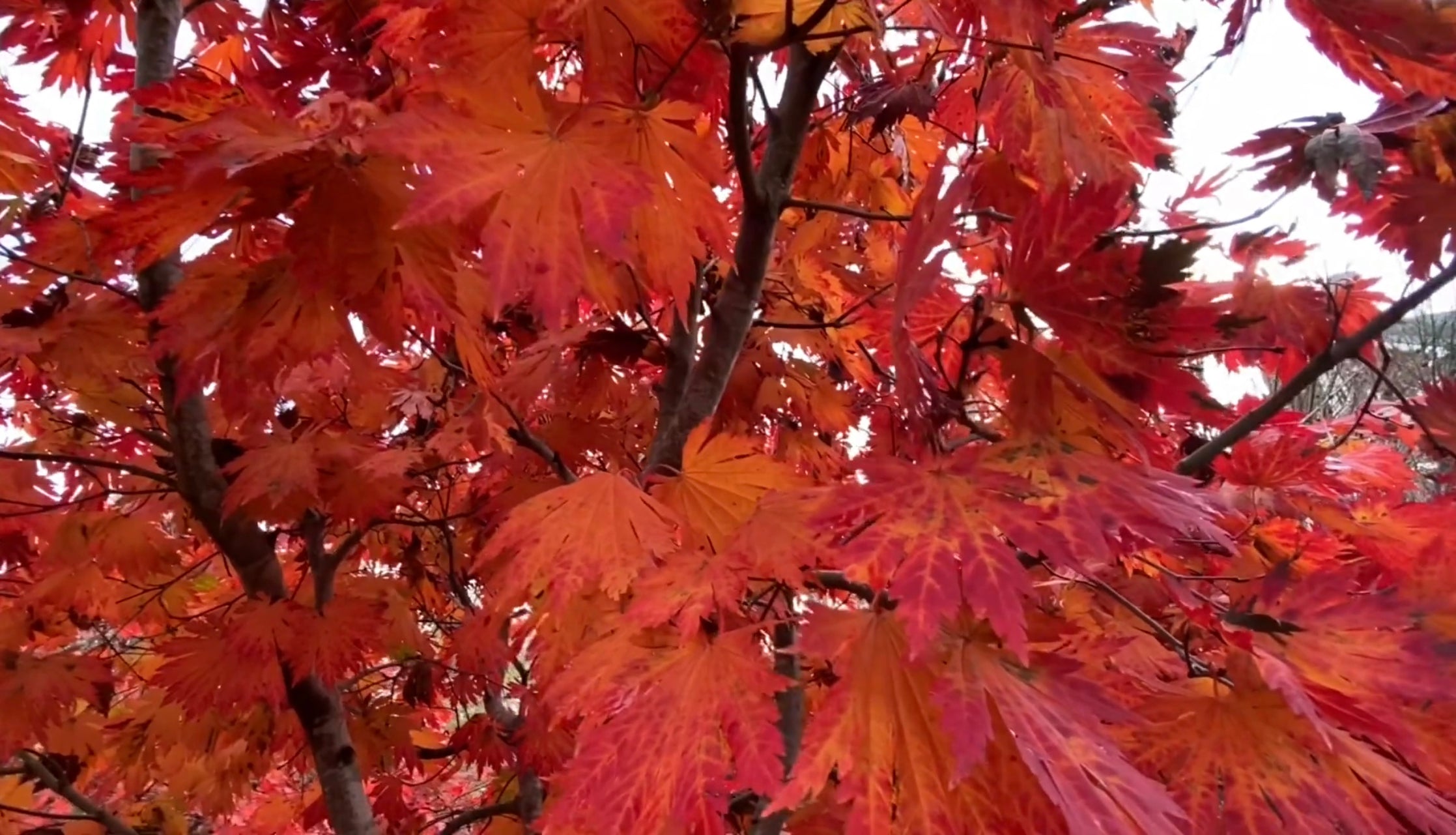 Acer japonicum ‘Rising Sun’ Japanese Maple — Mr Maple │ Buy Japanese ...
