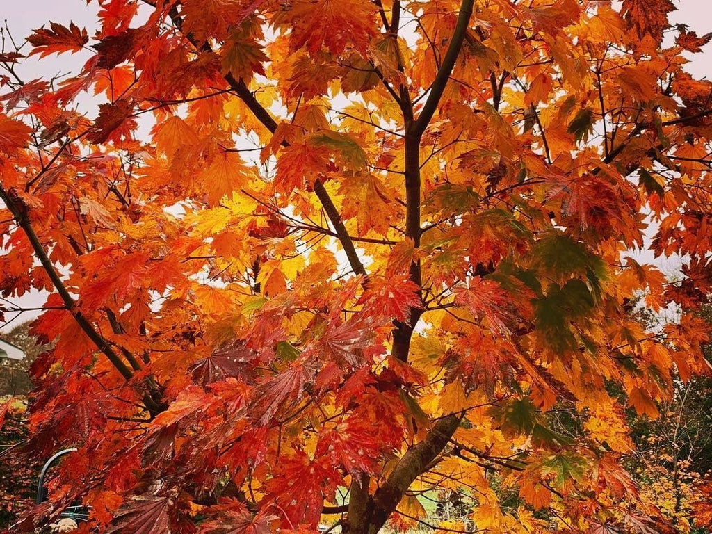 Buy Japanese Maples North Carolina — Mr Maple │ Buy Japanese Maple Trees