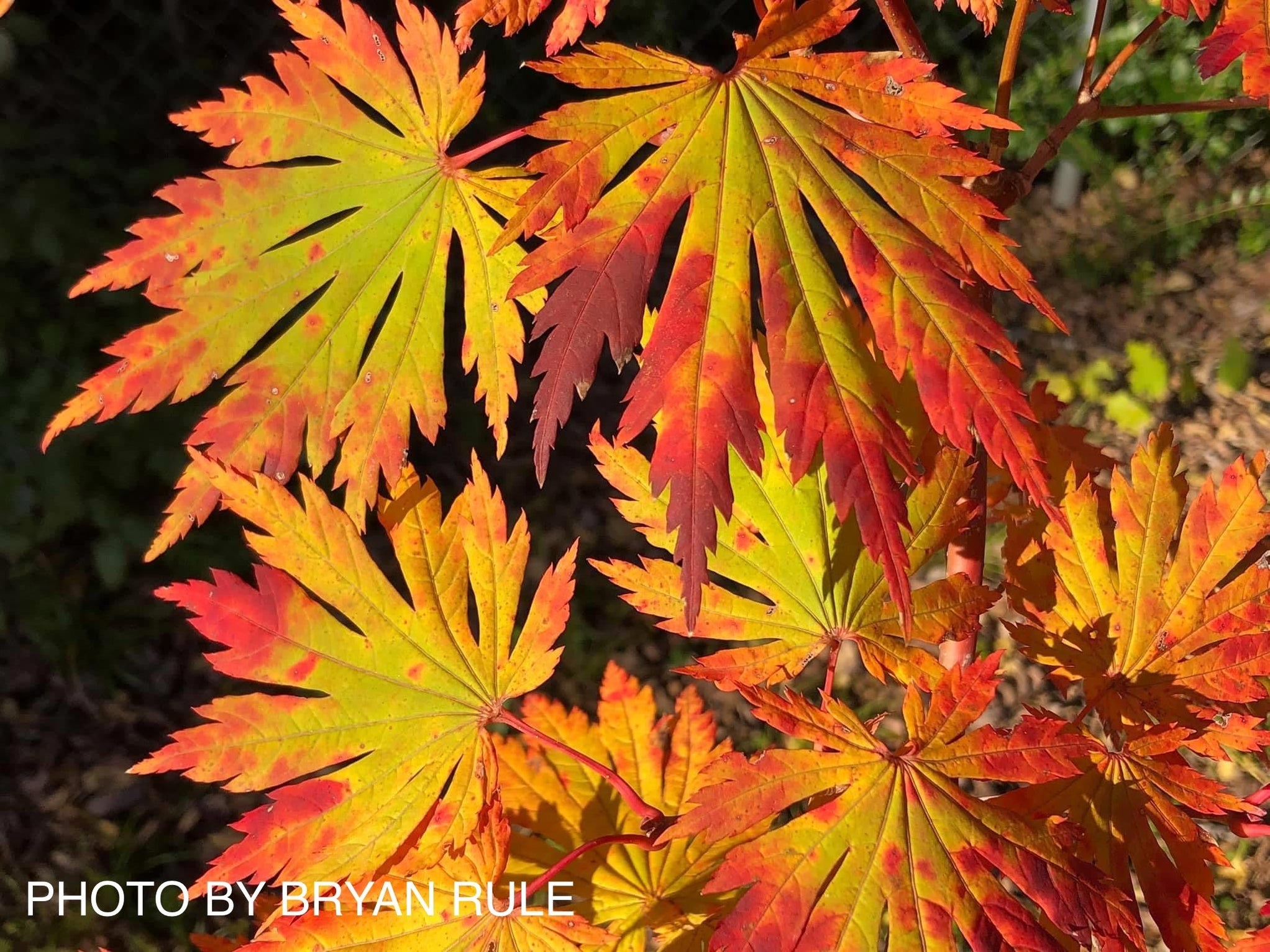 Buy Acer japonicum 'Yama kage' Mountain Shadows Full Moon Japanese ...
