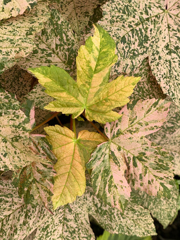 Buy Acer pseudoplatanus 'Esk Sunset' Rare Variegated Eskimo Sunset ...