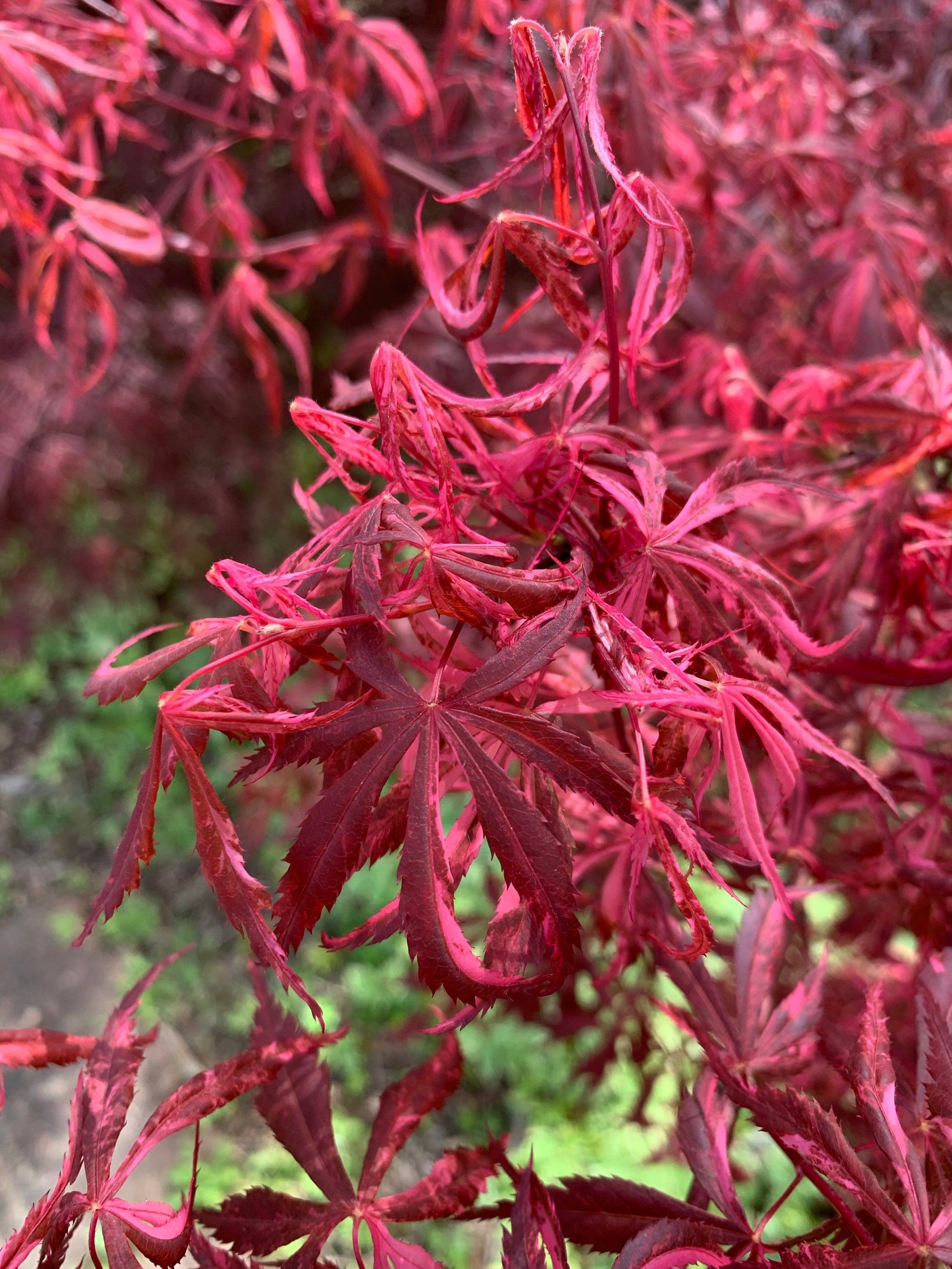 Buy Acer palmatum 'Lileeanne's Jewel' Japanese Maple — Mr Maple │ Buy ...