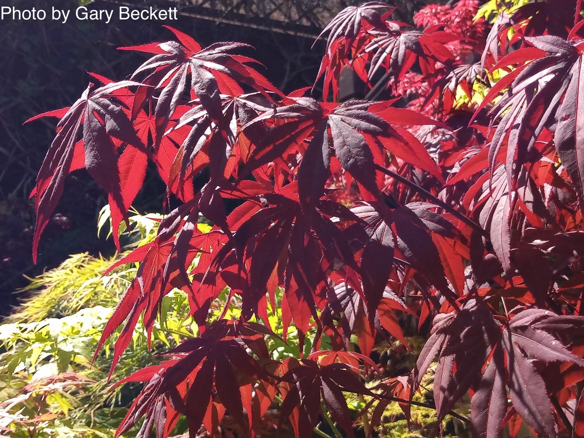 Buy Acer palmatum 'Emperor 1' Red Japanese Maple — Mr Maple │ Buy ...
