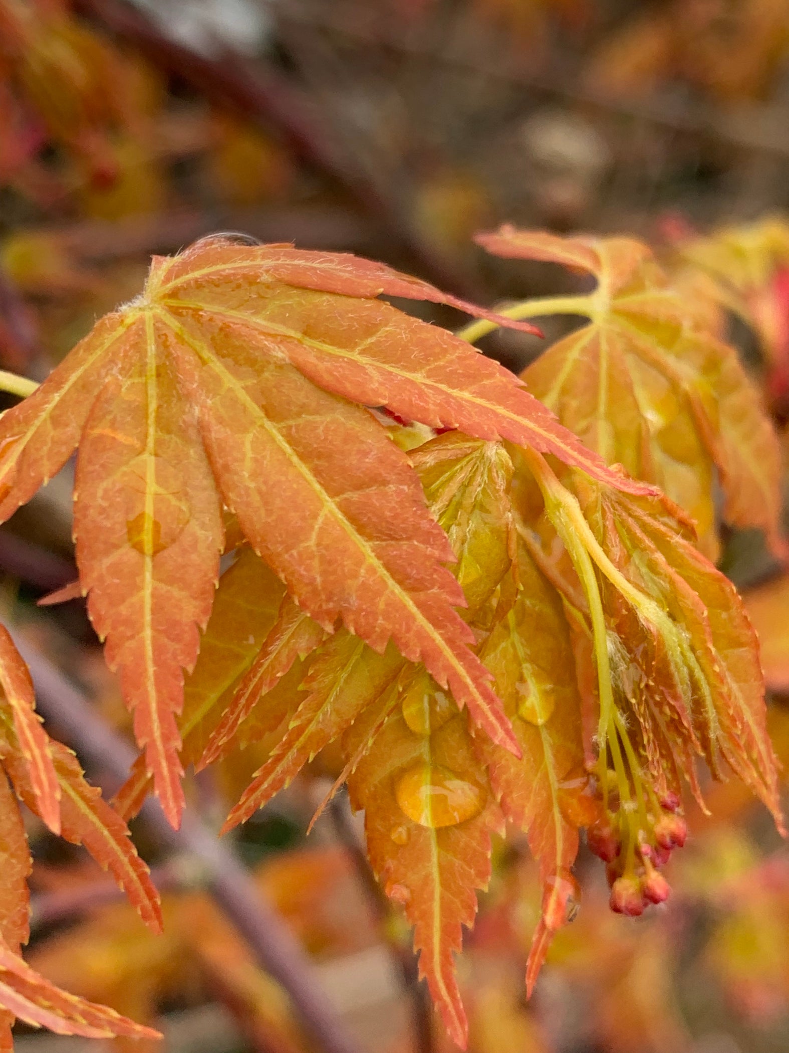 Buy Acer palmatum 'Kristin's Star' Japanese Maple — Mr Maple │ Buy ...