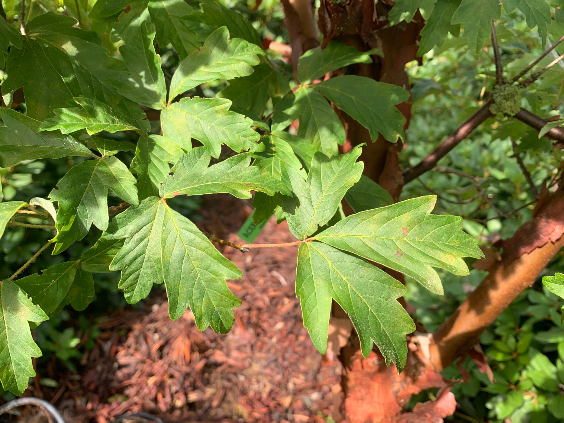 Buy Acer griseum - Paperbark Maple — Mr Maple │ Buy Japanese Maple Trees
