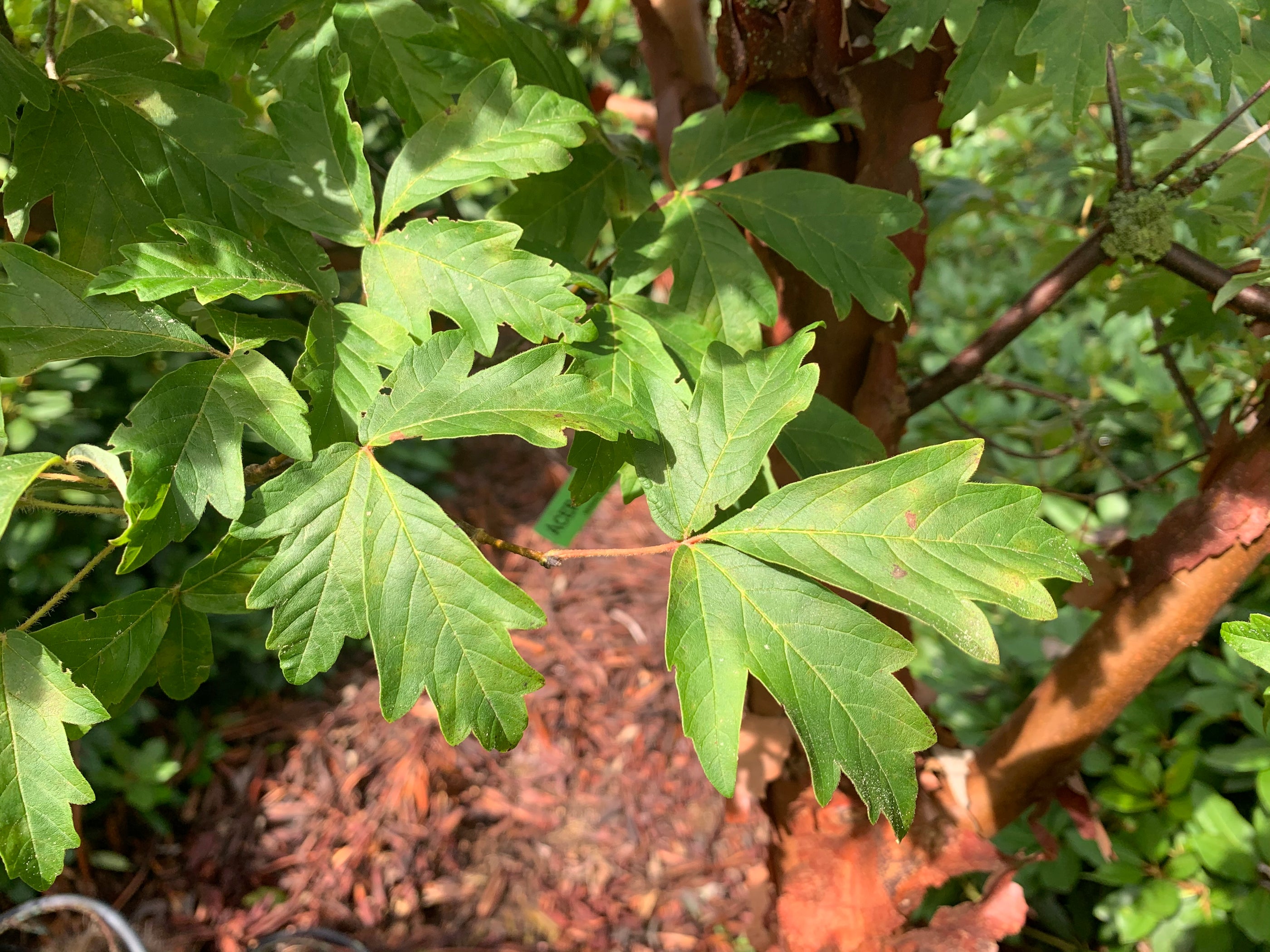 Buy Acer griseum - Paperbark Maple — Mr Maple │ Buy Japanese Maple Trees
