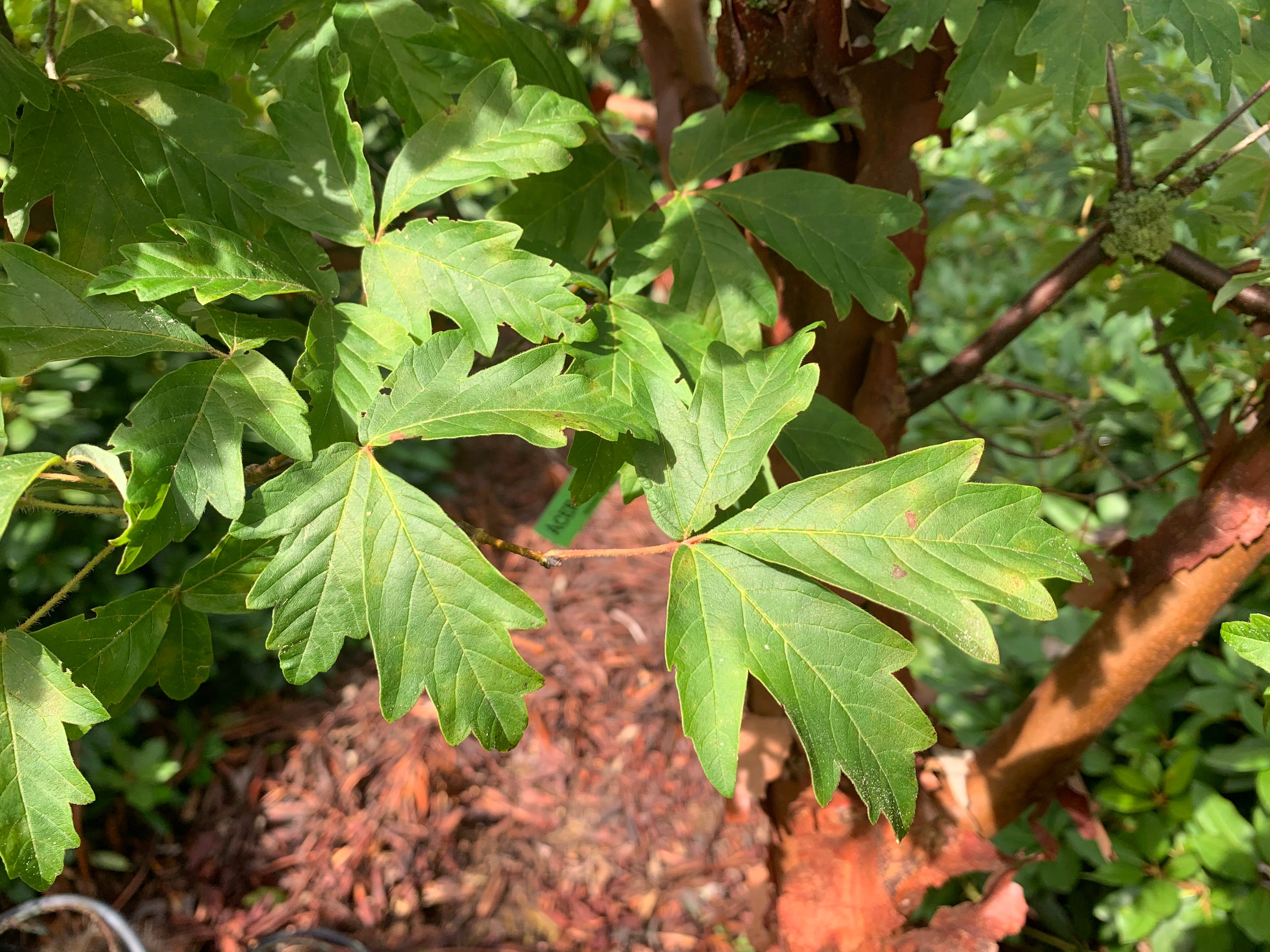 Buy Acer griseum - Paperbark Maple — Mr Maple │ Buy Japanese Maple Trees