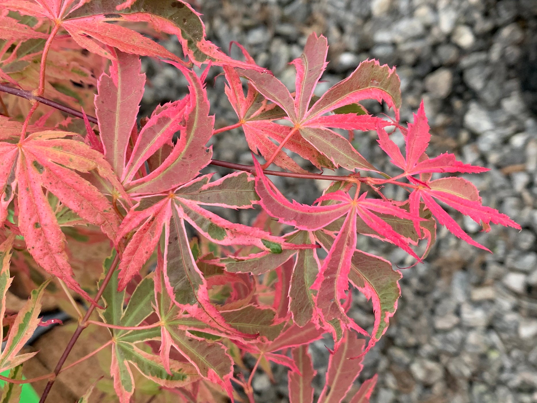 Buy Acer palmatum 'Geisha Gone Wild' Japanese Maple — Mr Maple │ Buy ...