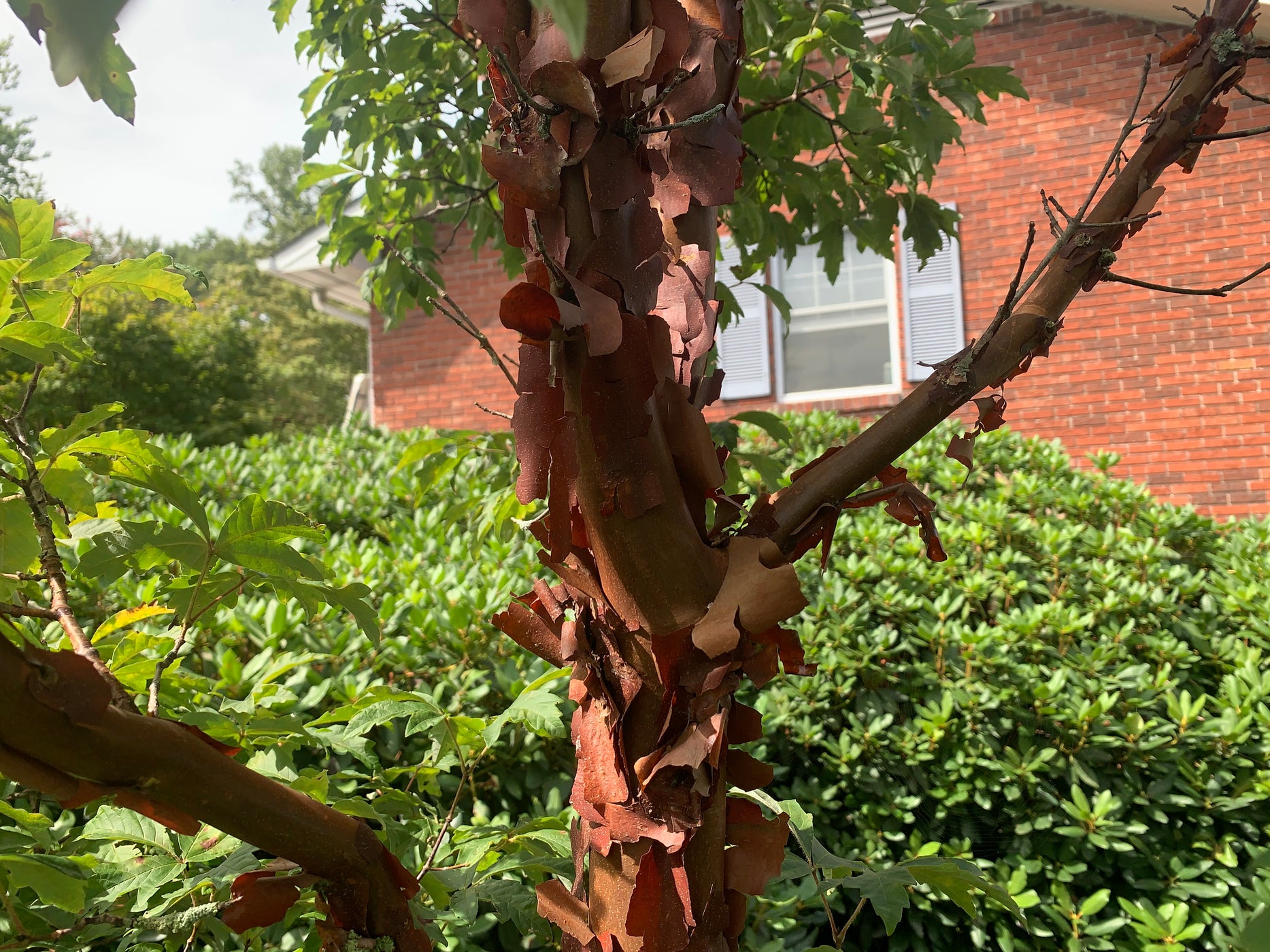 Buy Acer griseum - Paperbark Maple — Mr Maple │ Buy Japanese Maple Trees