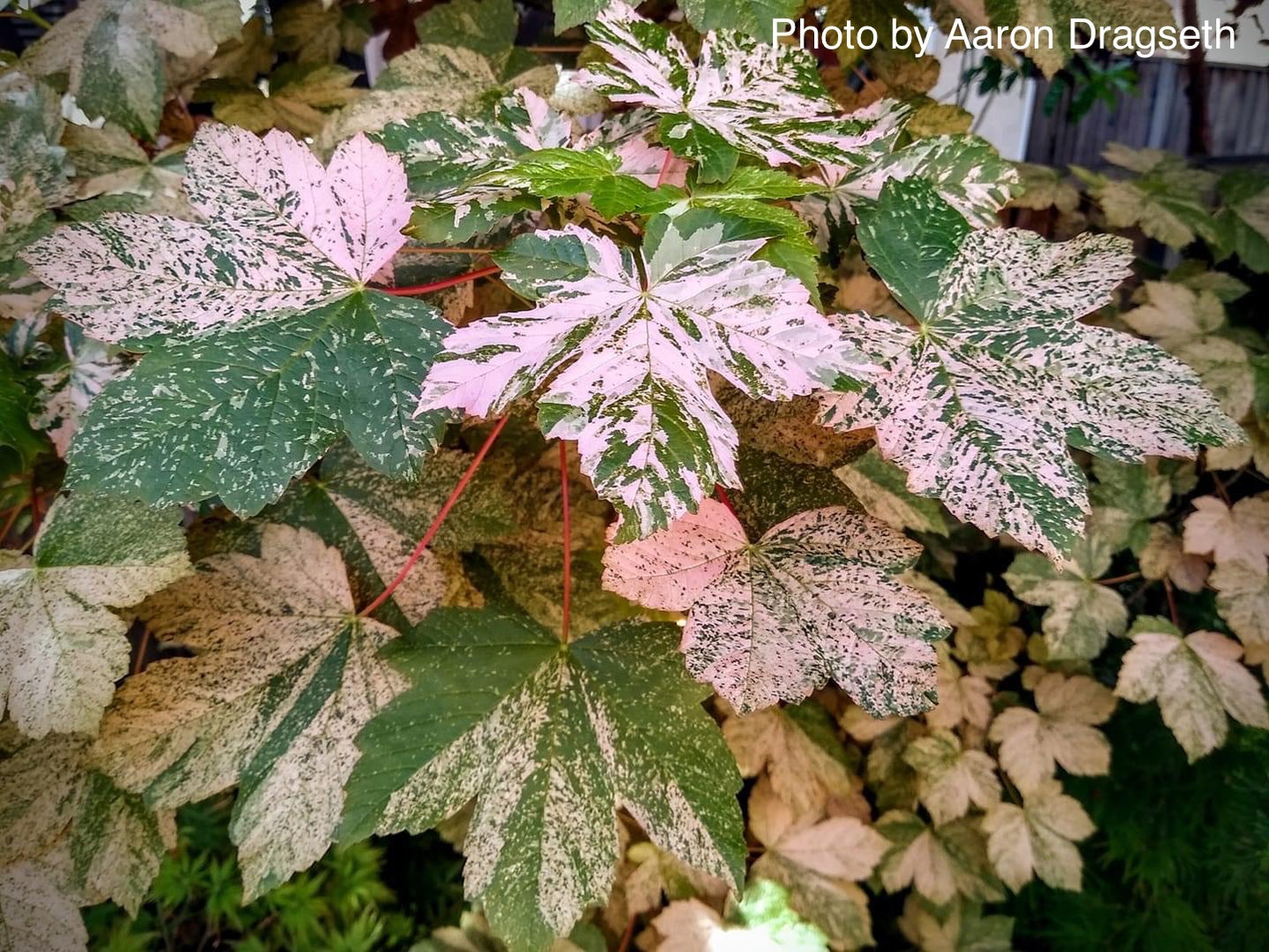 Buy Acer pseudoplatanus 'Esk Sunset' Rare Variegated Eskimo Sunset ...