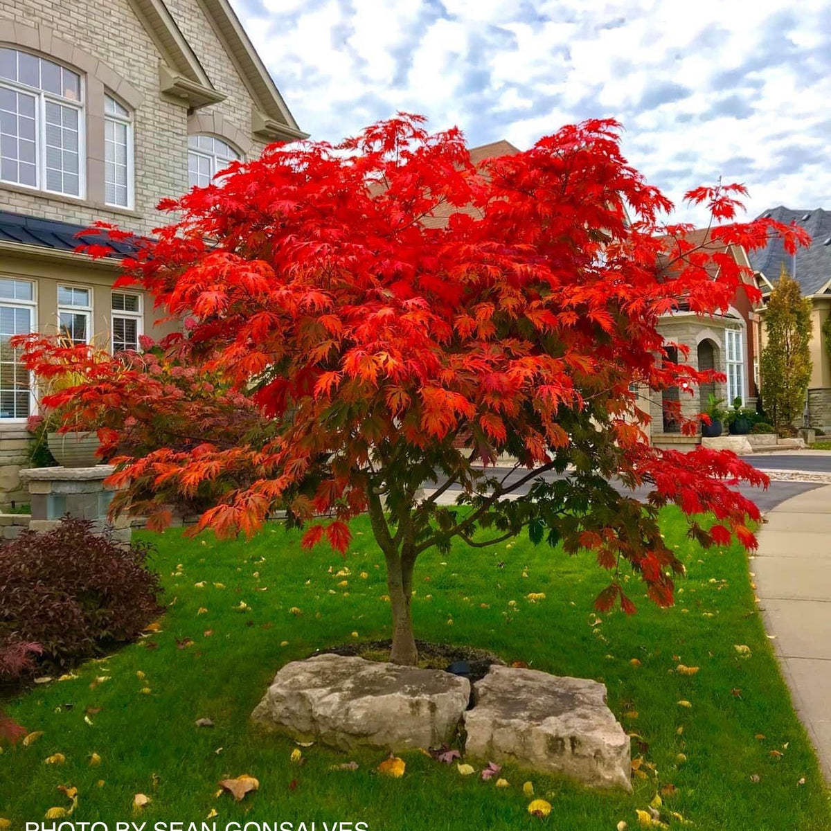 Buy Acer japonicum 'Mai kujaku' Dancing Peacock Japanese Maple — Mr ...