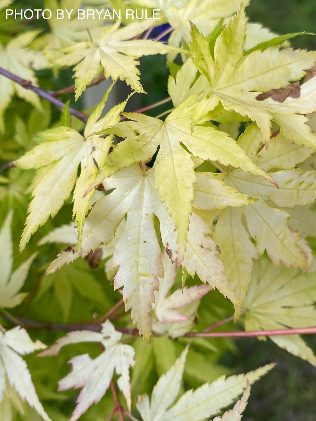 Buy Acer palmatum 'Orange Dream' Japanese Maple — Mr Maple │ Buy ...
