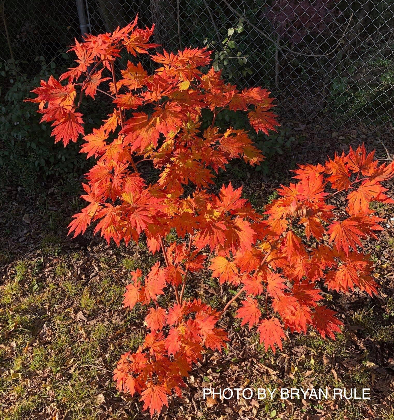Buy Acer japonicum 'Yama kage' Mountain Shadows Full Moon Japanese ...
