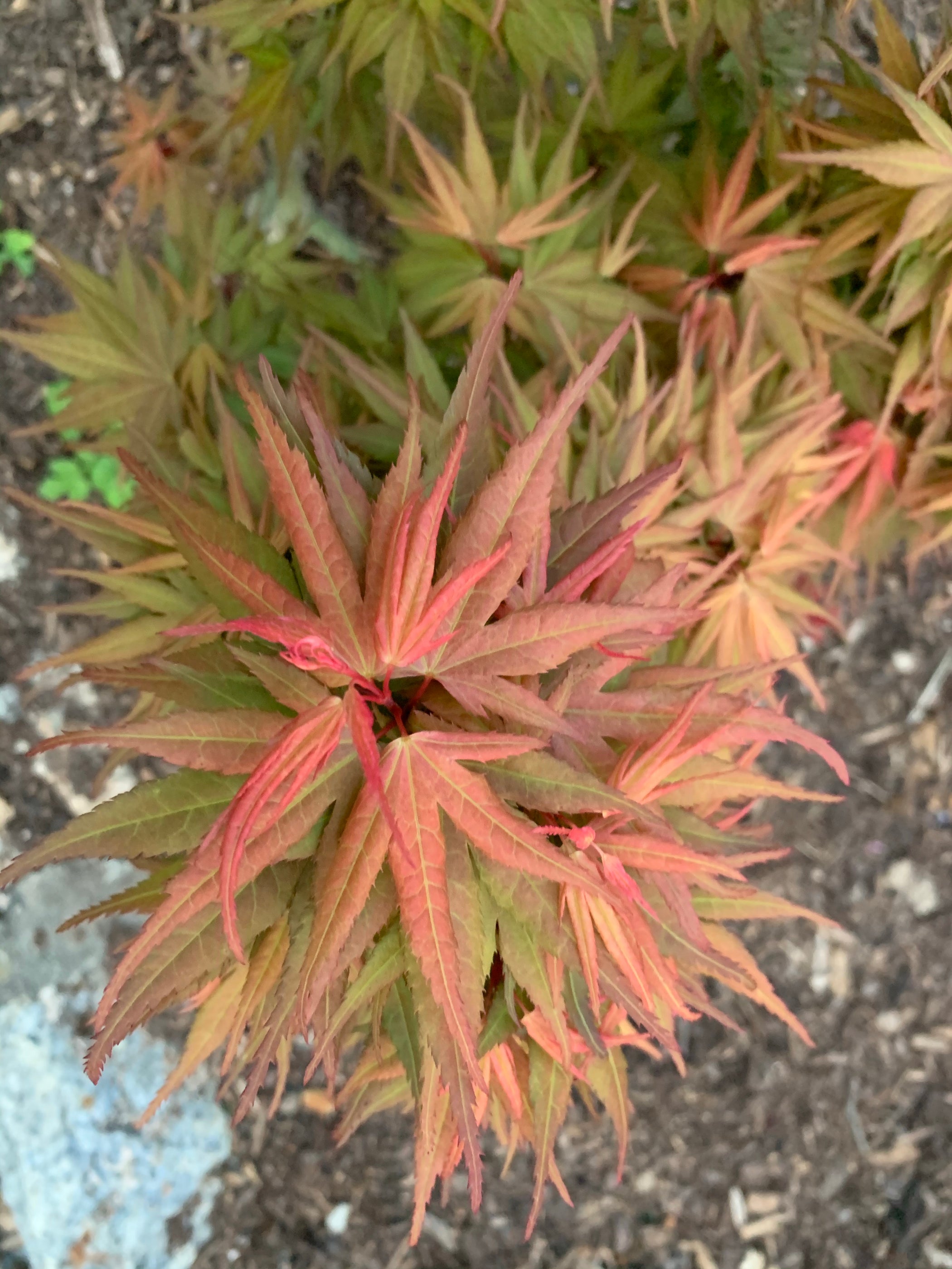 Buy Acer palmatum 'Mystic Mikawa' Miniature Japanese Maple — Mr Maple ...