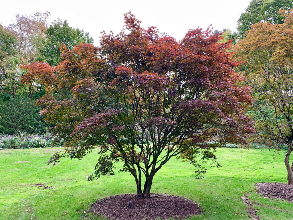 Buy Zone 8 Hardiness Japanese Maples — Page 2 — Mr Maple │ Buy Japanese ...