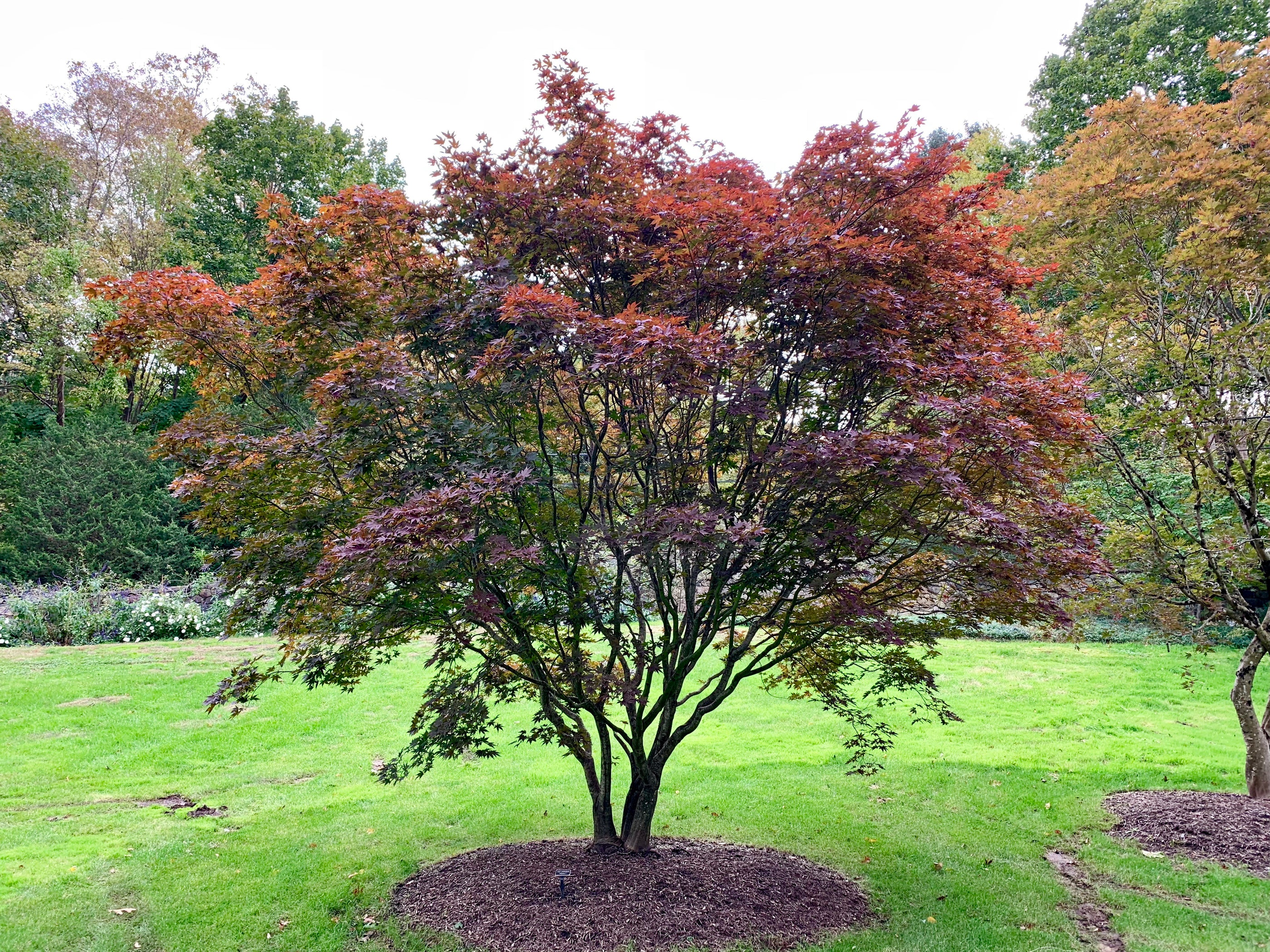 Buy Acer palmatum 'Emperor 1' Red Japanese Maple — Mr Maple │ Buy ...
