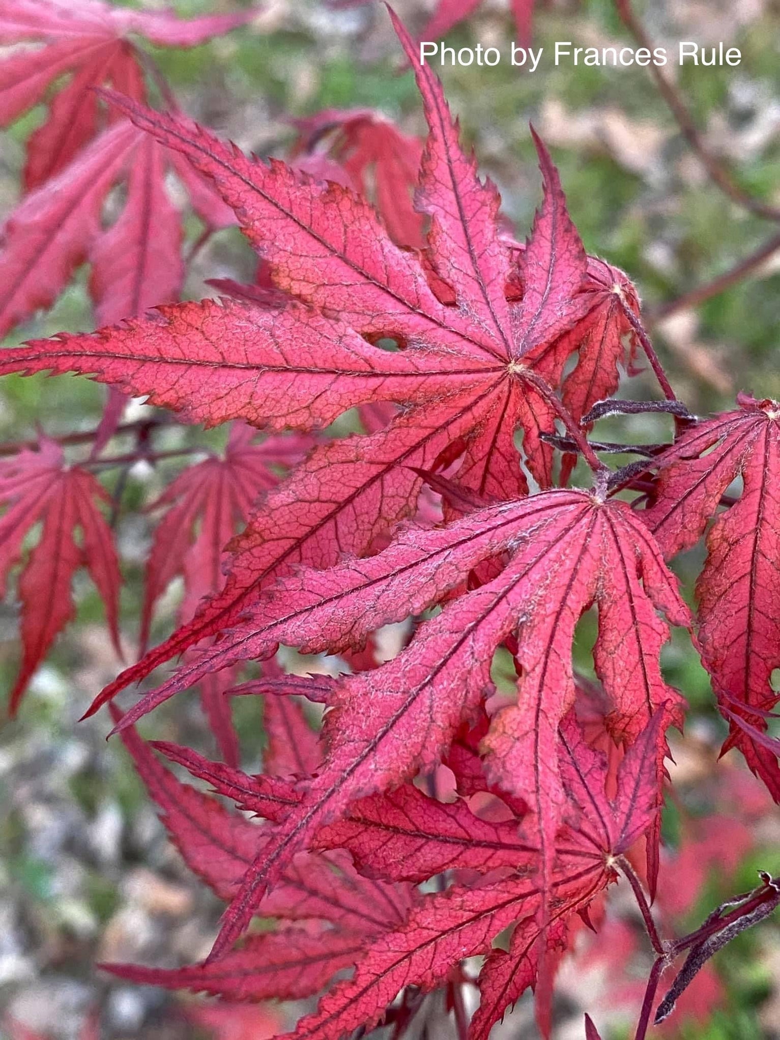 Buy Acer palmatum 'Purple Ghost' Japanese Maple — Mr Maple │ Buy ...
