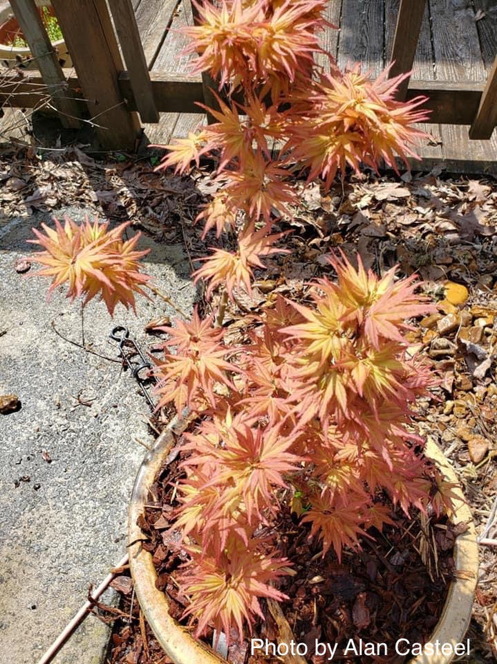 Buy Acer palmatum 'Mystic Mikawa' Miniature Japanese Maple — Mr Maple ...