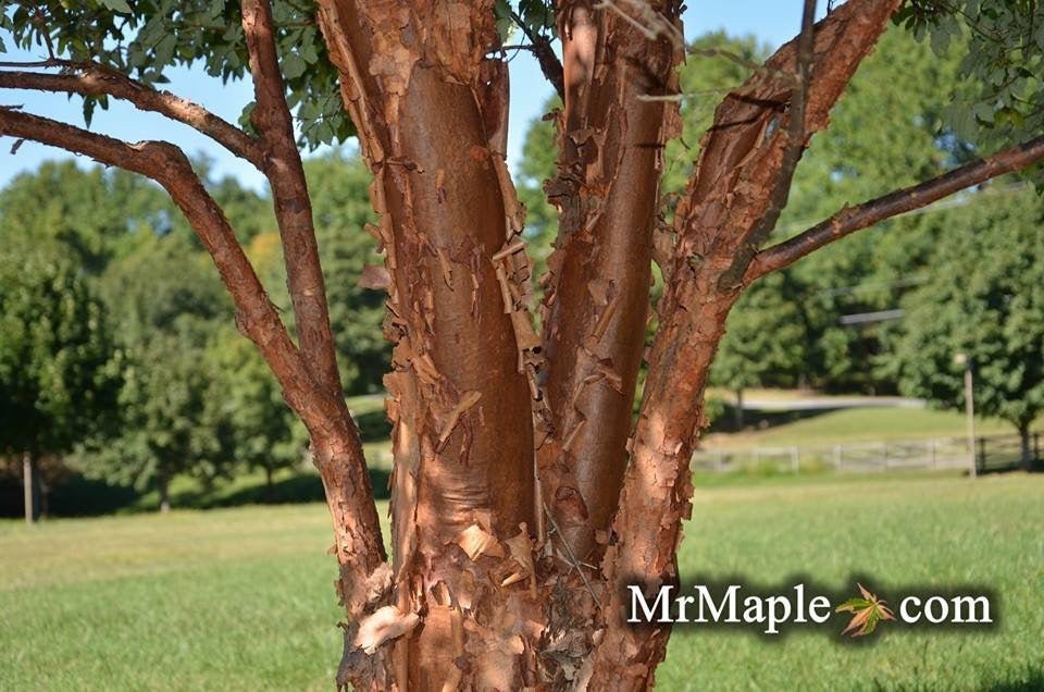 Buy Acer griseum - Paperbark Maple — Mr Maple │ Buy Japanese Maple Trees
