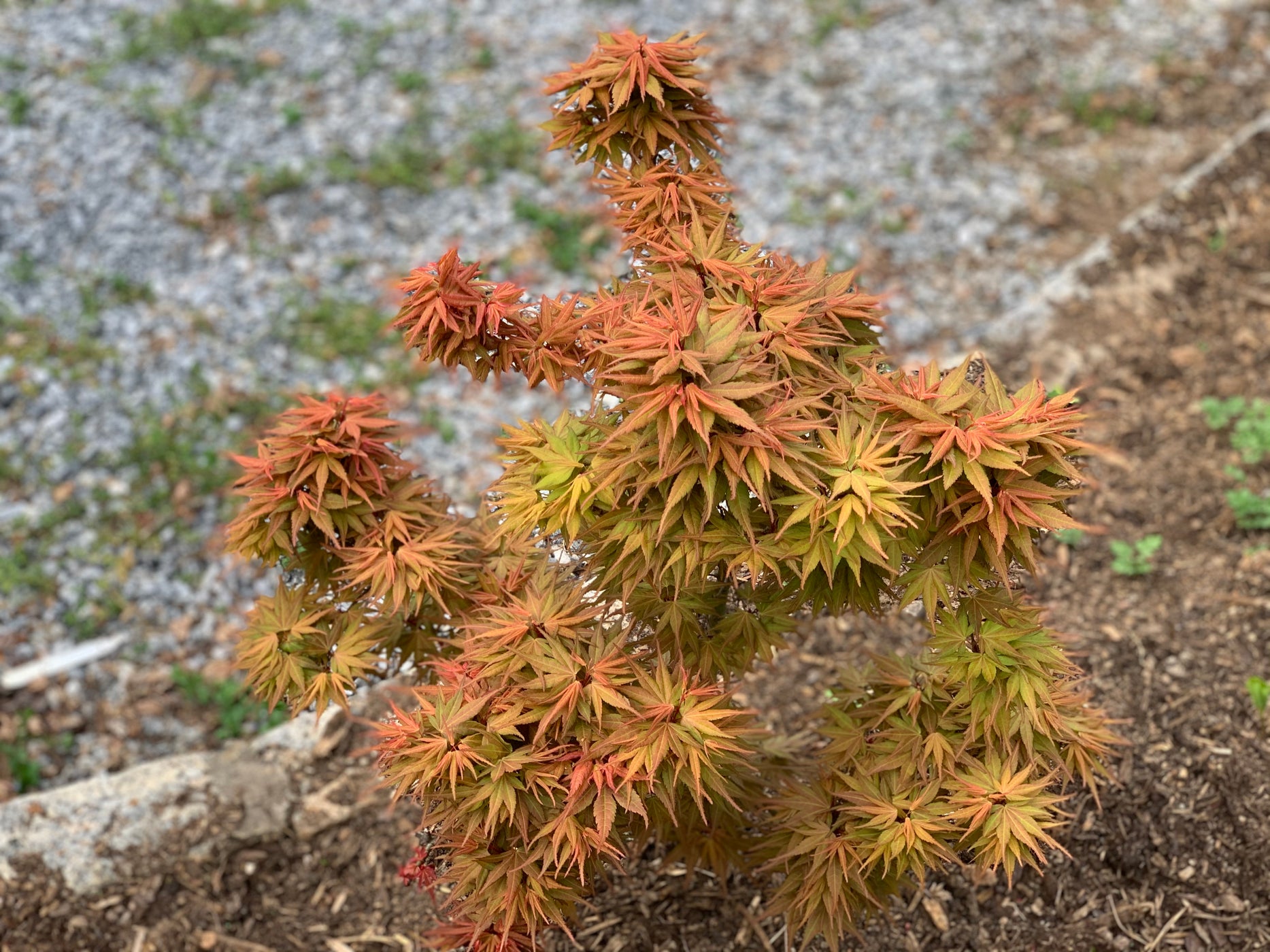 Buy Acer palmatum 'Mystic Mikawa' Miniature Japanese Maple — Mr Maple ...
