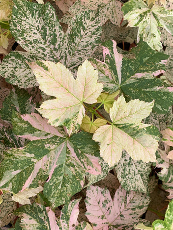 Buy Acer pseudoplatanus 'Esk Sunset' Rare Variegated Eskimo Sunset ...
