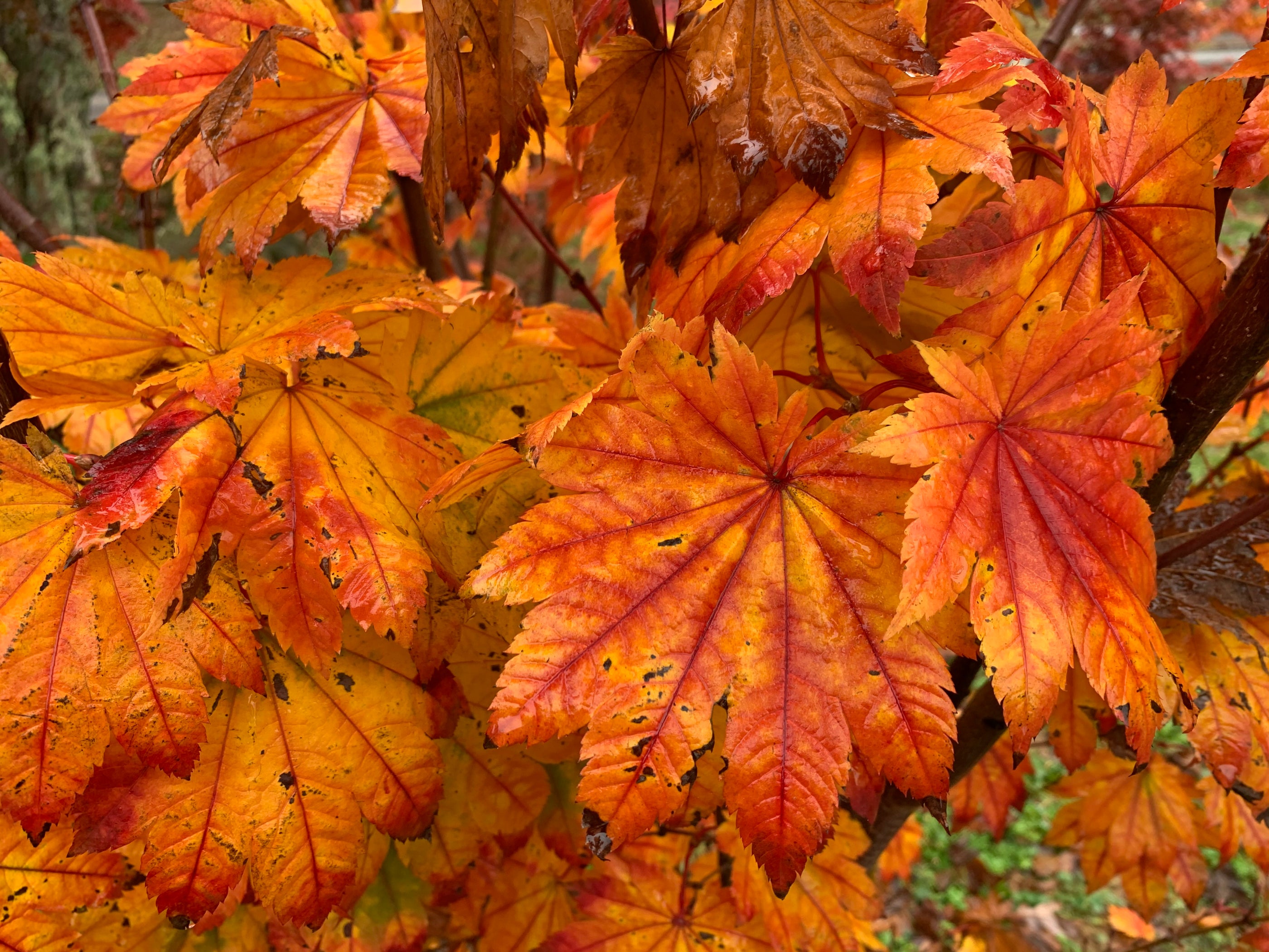 Buy Acer japonicum 'Taki no gawa' Full Moon Japanese Maple — Mr Maple ...