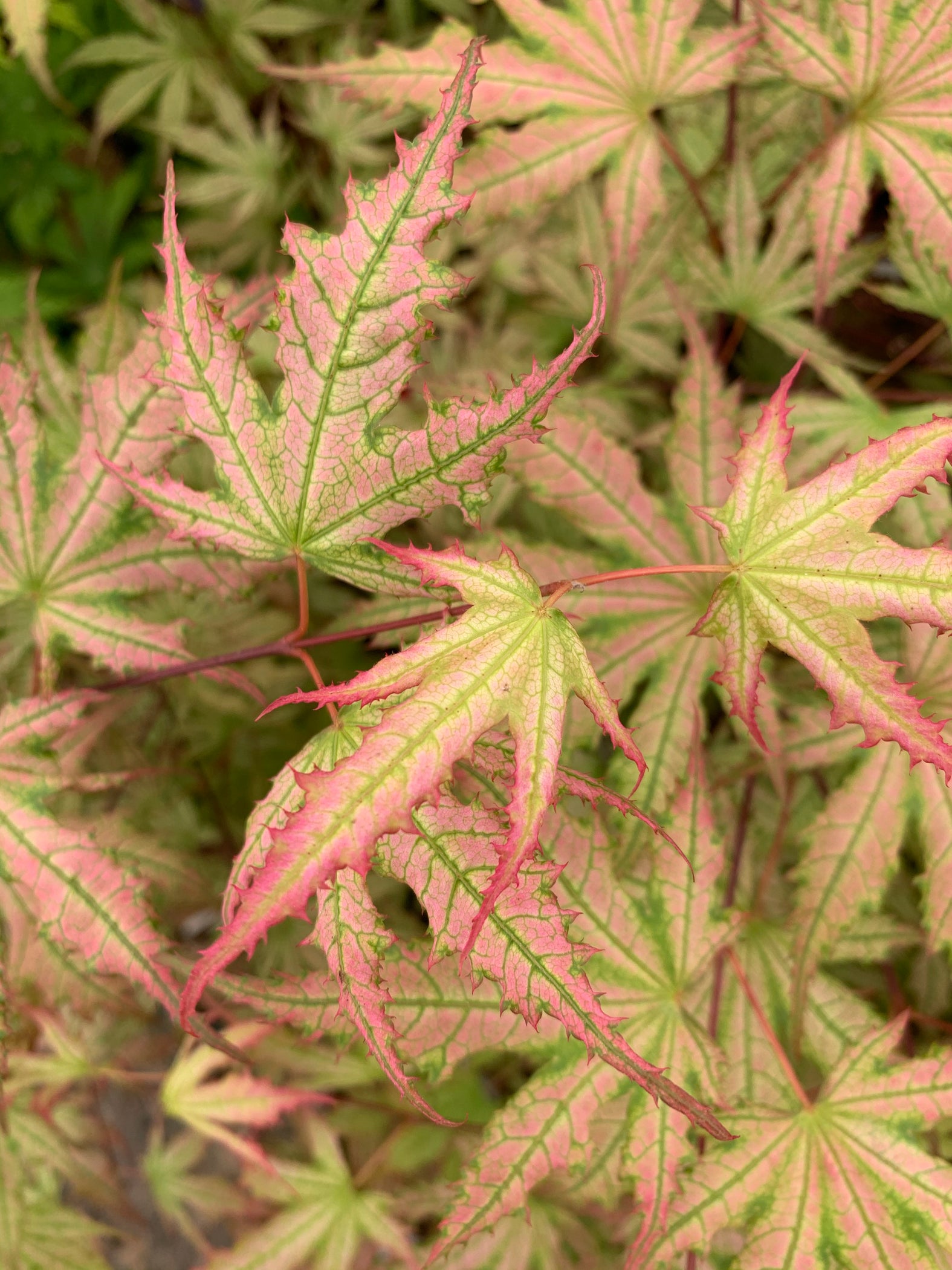 Buy Acer palmatum 'Firefly' Japanese Maple — Mr Maple │ Buy Japanese ...