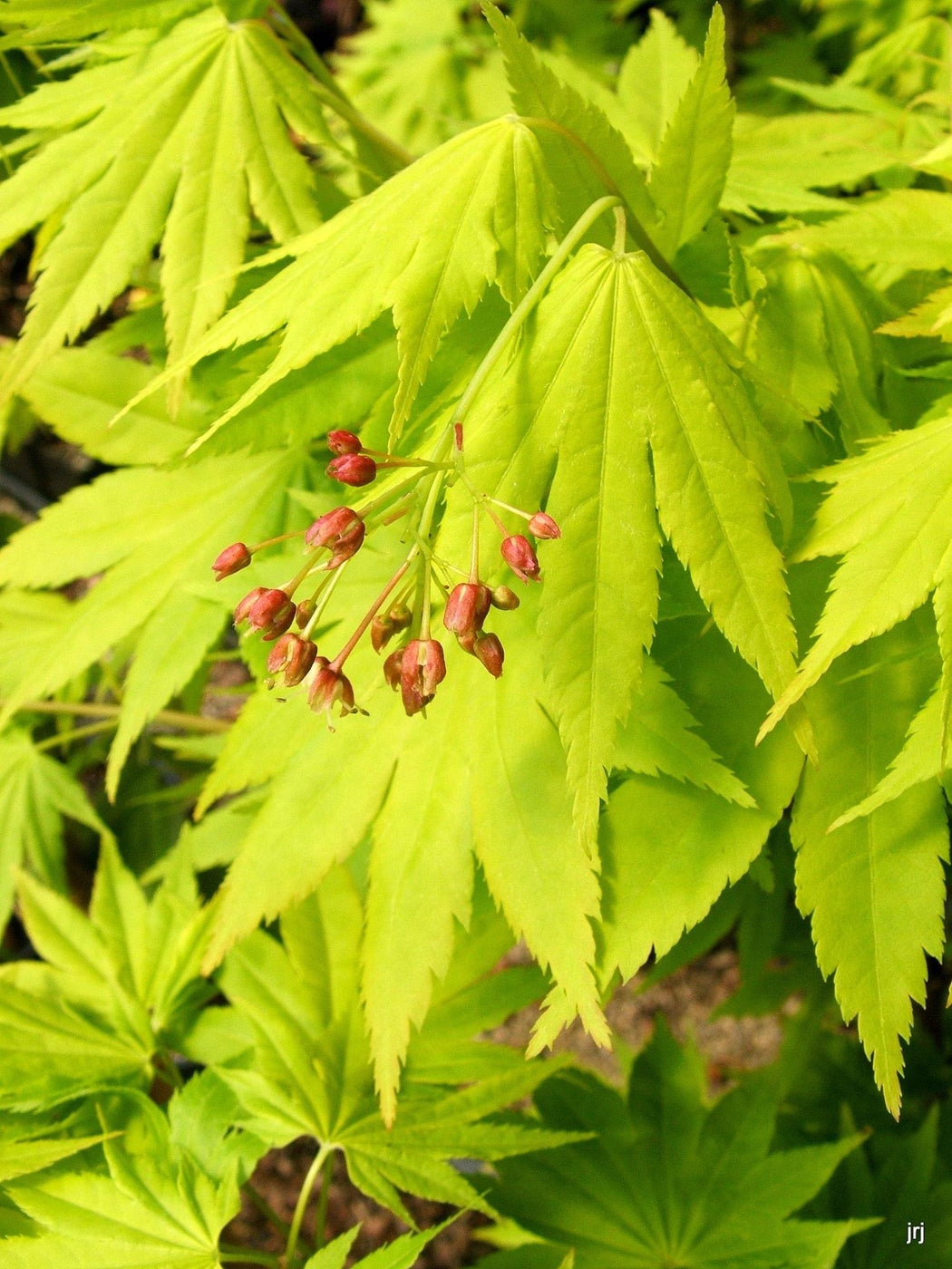 Buy Acer shirasawanum 'Jordan' Golden Full Moon Japanese Maple — Mr ...