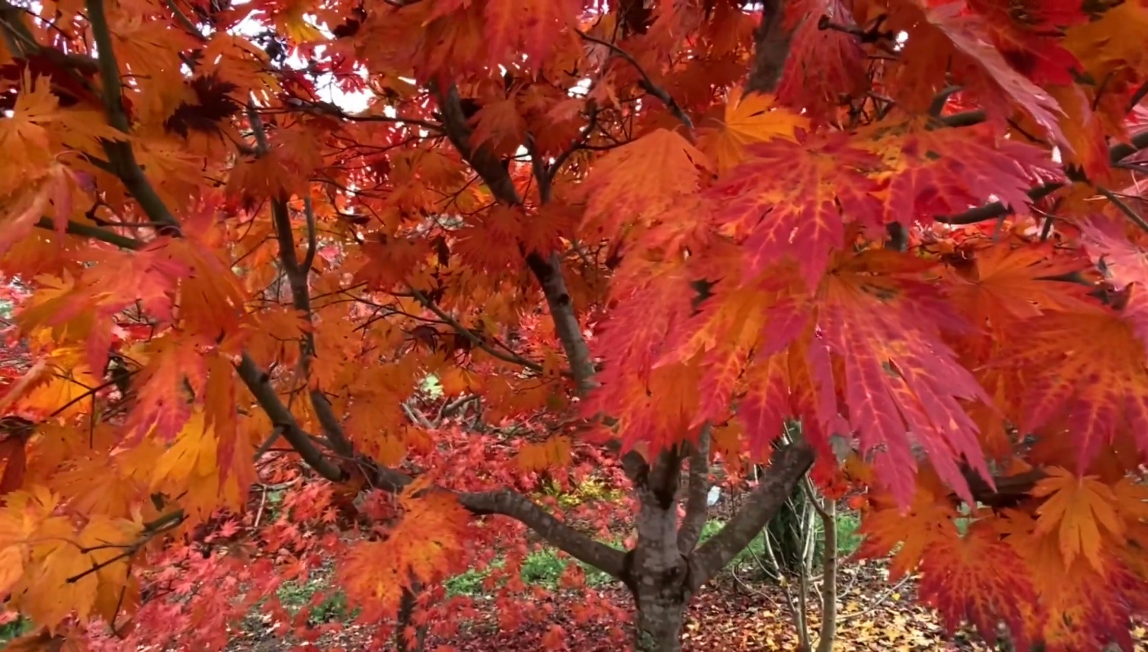 Acer japonicum ‘Rising Sun’ Japanese Maple — Mr Maple │ Buy Japanese ...