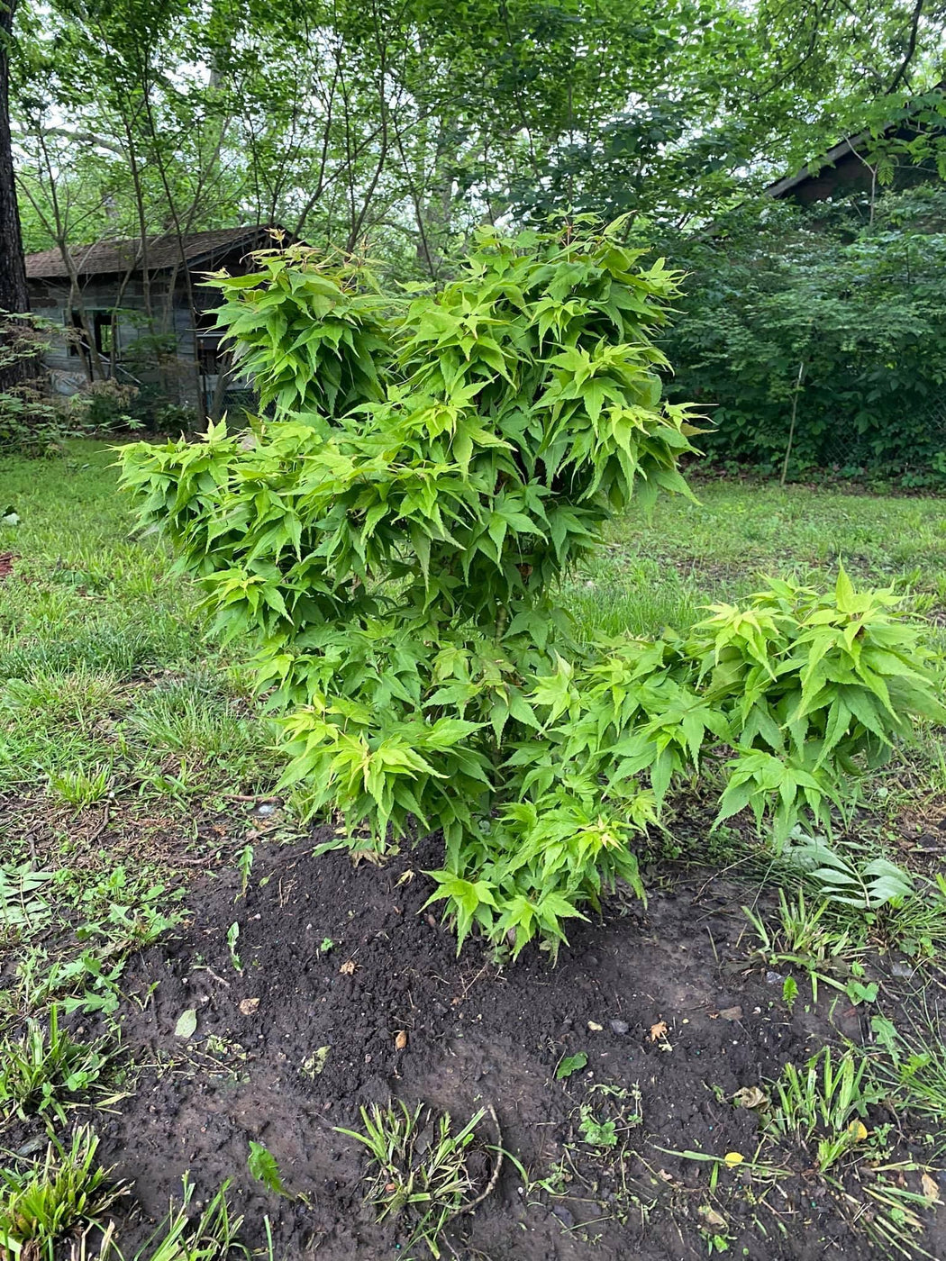 Buy Acer palmatum 'Japanese Princess' Dwarf Japanese Maple — Mr Maple ...