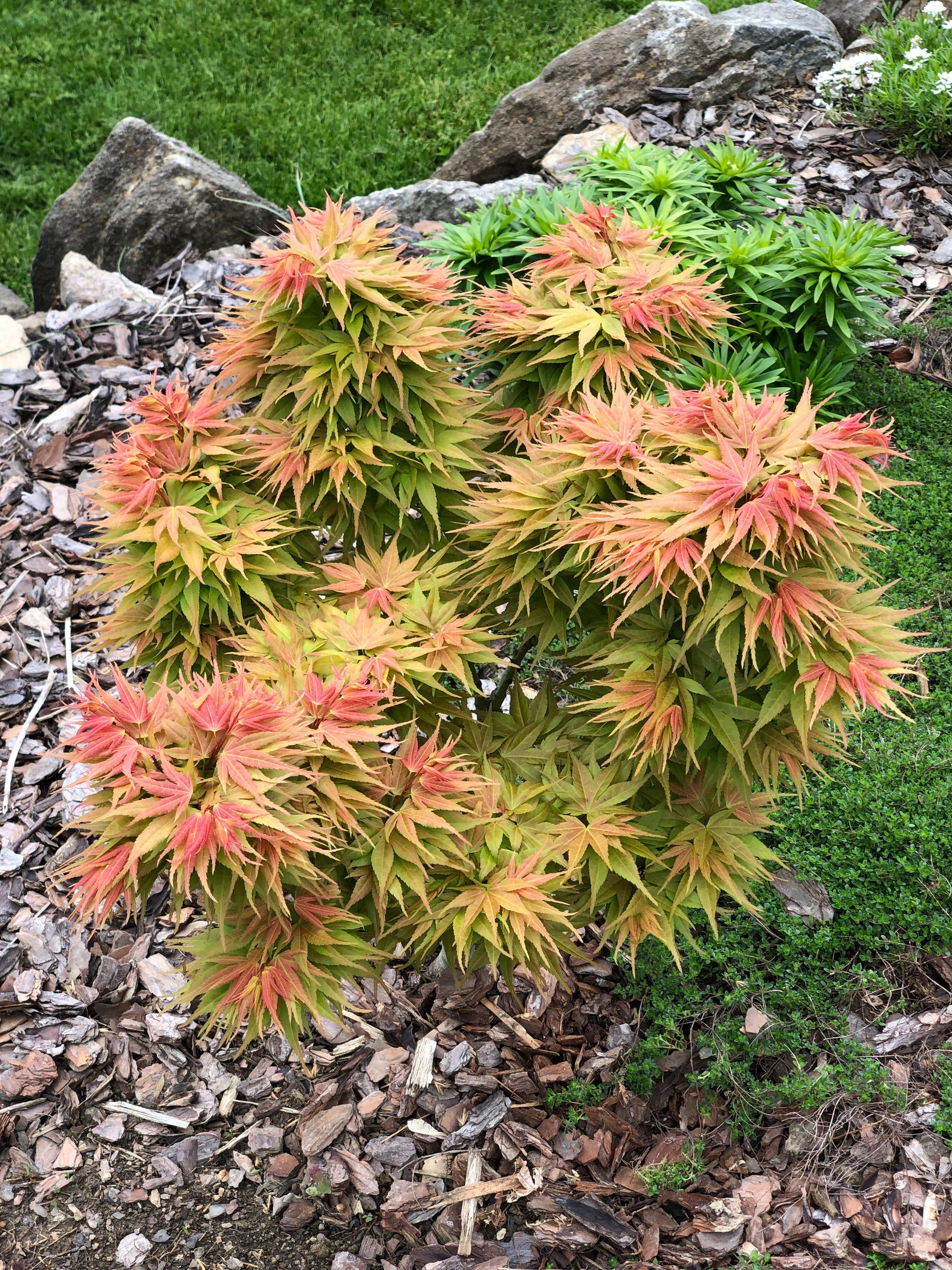 Buy Acer palmatum 'Mayday' Rare Dwarf Japanese Maple — Mr Maple │ Buy ...