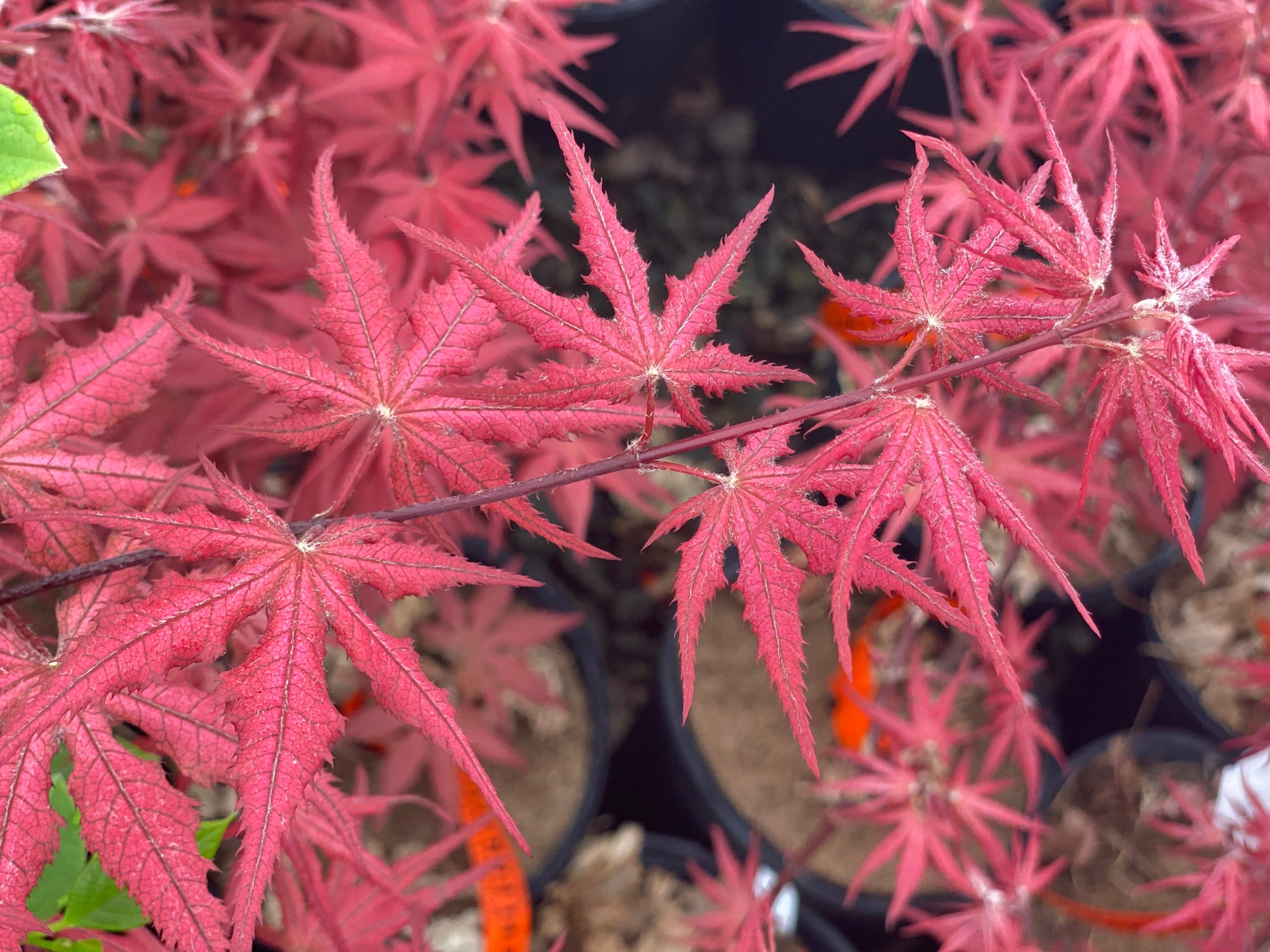 Buy Acer palmatum 'Celebration' Japanese Maple — Mr Maple │ Buy ...