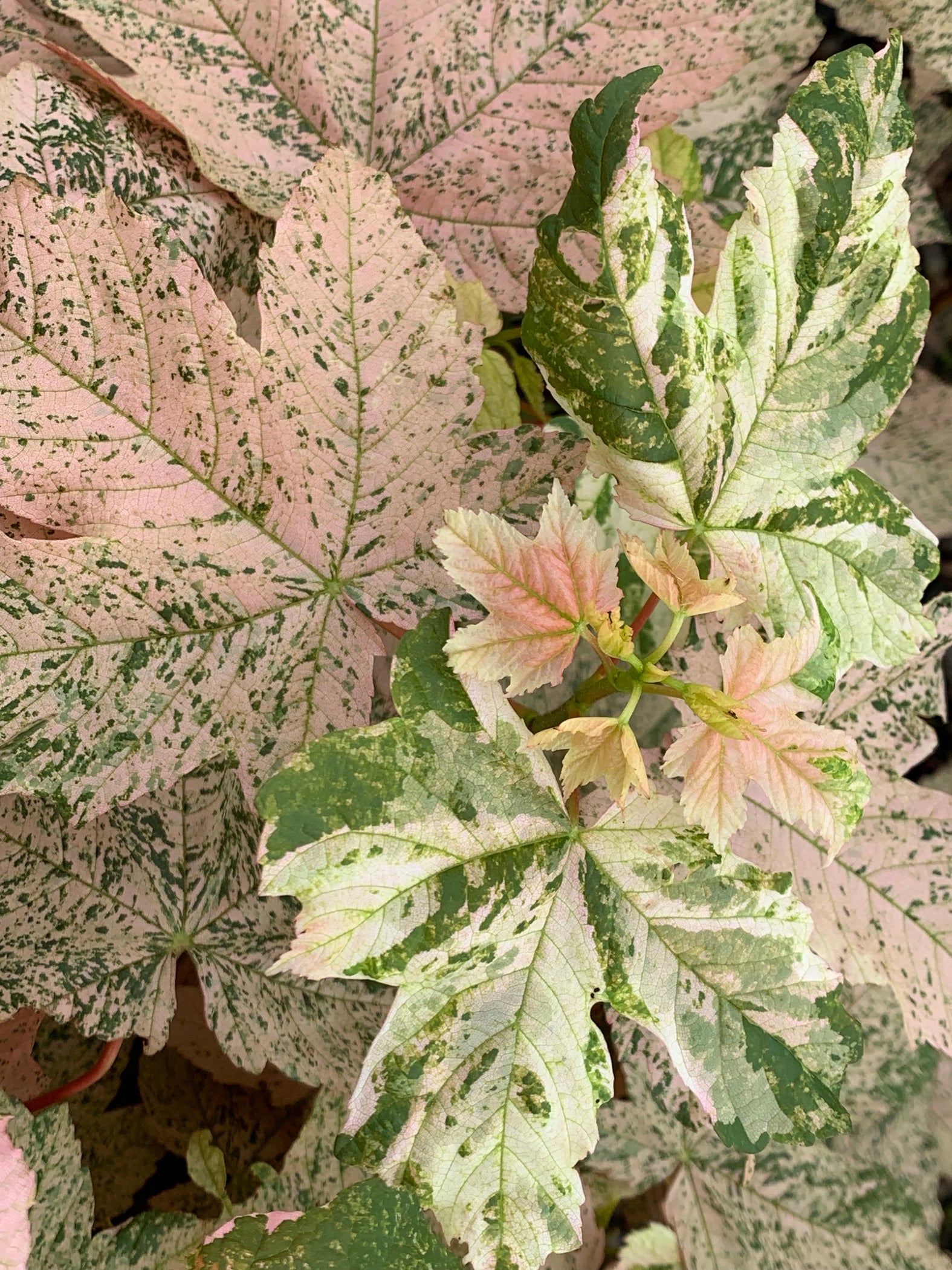 Buy Acer pseudoplatanus 'Esk Sunset' Rare Variegated Eskimo Sunset ...