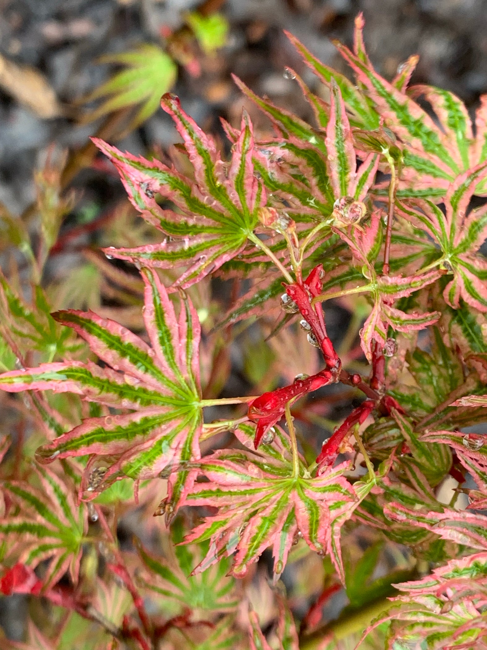 Buy Acer palmatum 'Ikandi' Japanese Maple — Mr Maple │ Buy Japanese ...