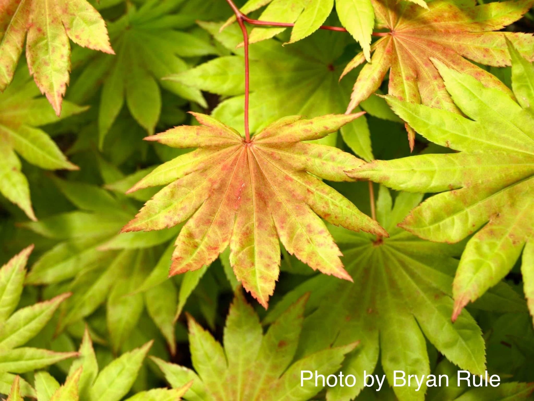 Buy Acer shirasawanum Moonrise™ Full Moon Japanese Maple — Mr Maple ...