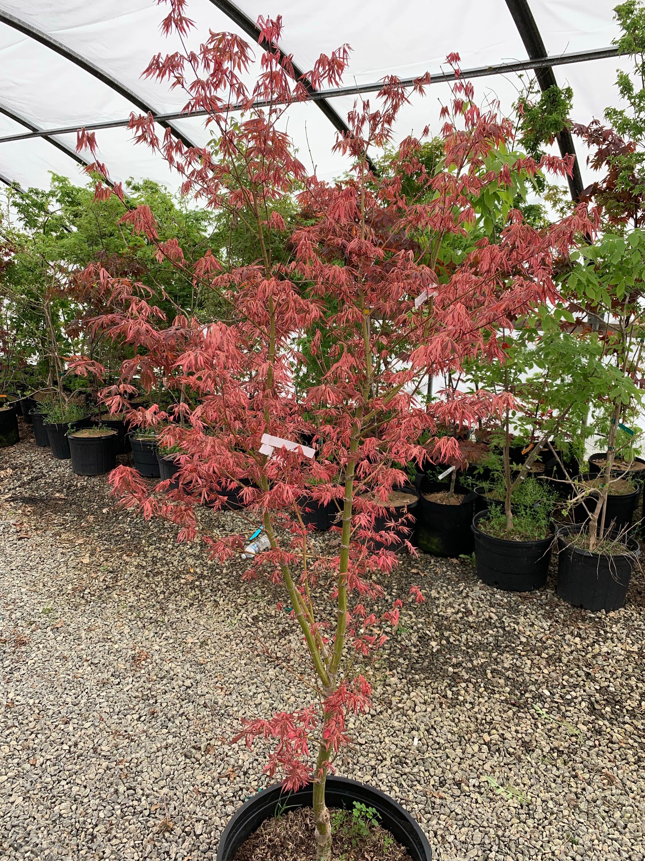 Buy Acer palmatum 'Lileeanne's Jewel' Japanese Maple — Mr Maple │ Buy ...