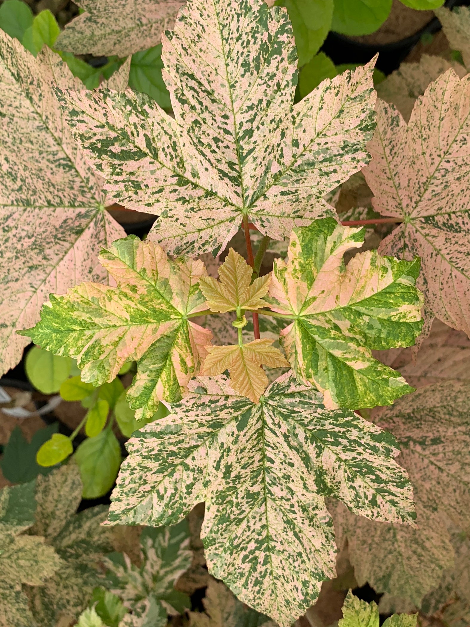 Buy Acer pseudoplatanus 'Esk Sunset' Rare Variegated Eskimo Sunset ...