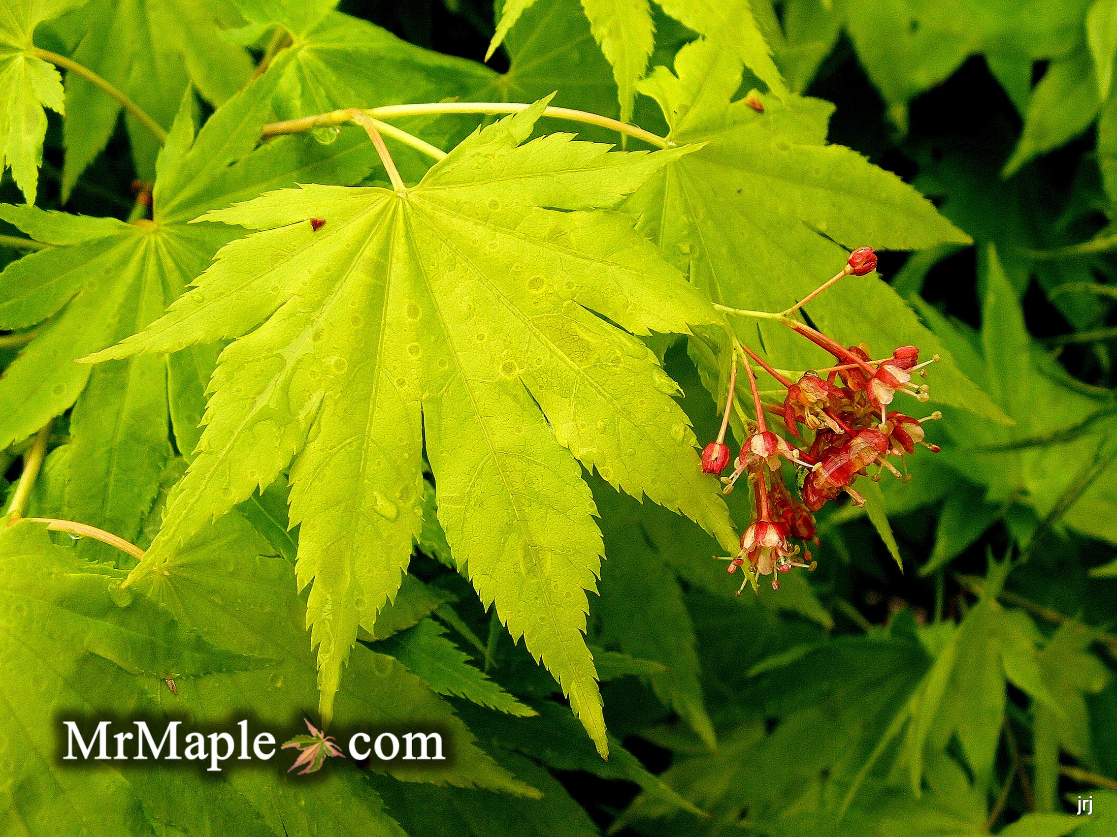 Buy Acer shirasawanum 'Jordan' Golden Full Moon Japanese Maple — Mr ...